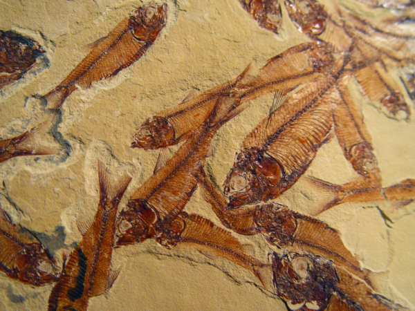 Supersaurus May Have Been the Longest Dinosaur to Have Ever Lived ...