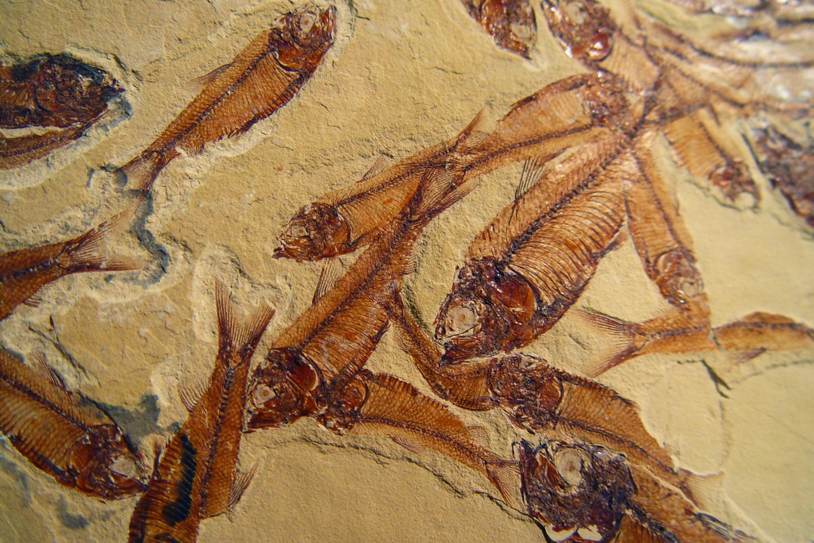 We found the oldest ever vertebrate fossil heart. It tells a 380 ...