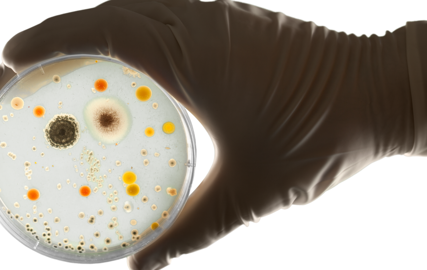 Genetically engineered bacteria make living materials for self ...