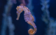 How Seahorses Evolved and Spread From Southeast Asia - Modern Sciences
