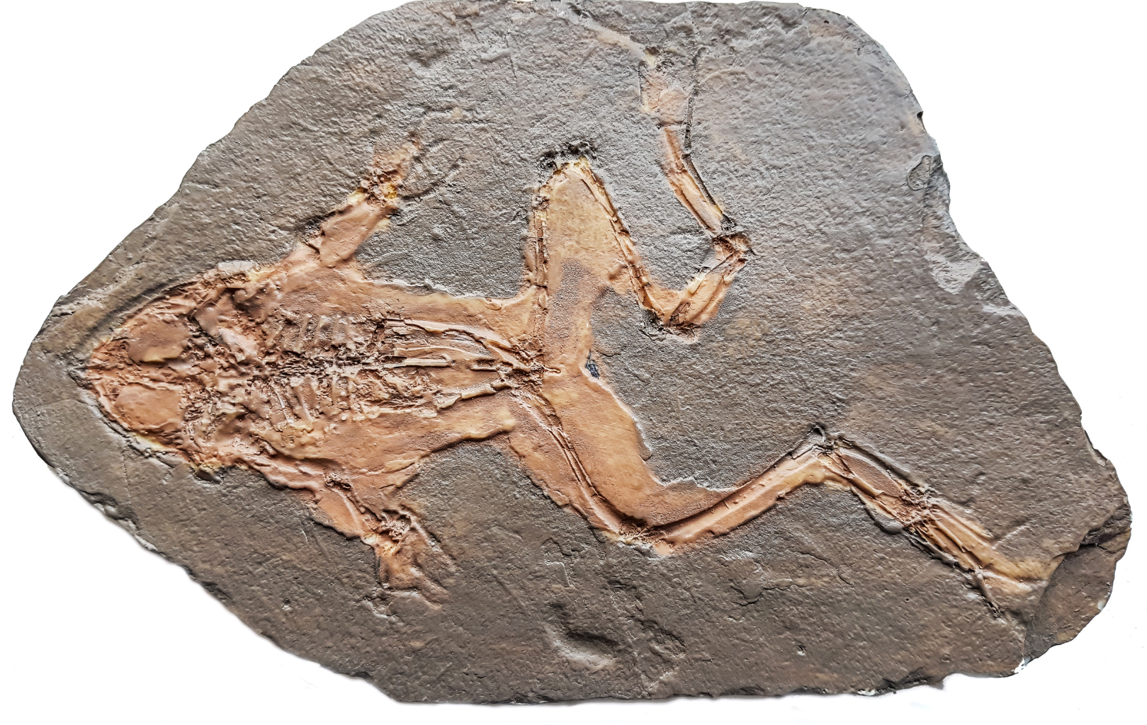 Ancient frogs in mass grave died from too much sex – new research ...