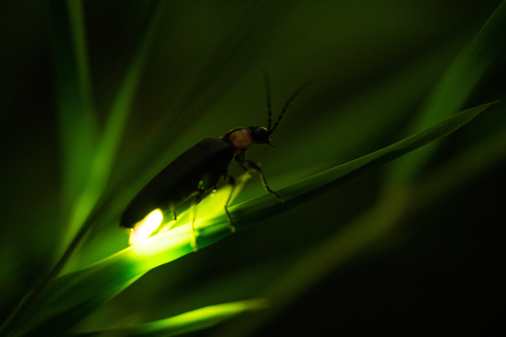 Synchrony with chaos – blinking lights of a firefly swarm embody in nature what mathematics ...