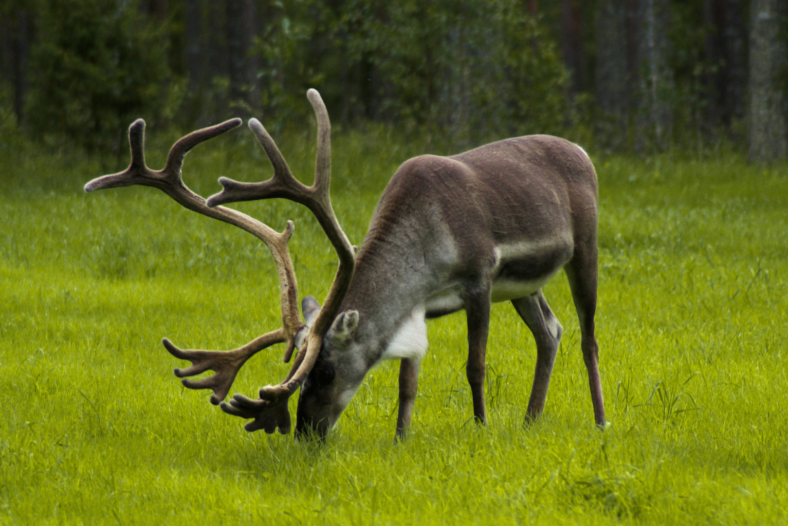 Five ways reindeer are perfectly evolved for pulling Santa’s sleigh - Modern Sciences