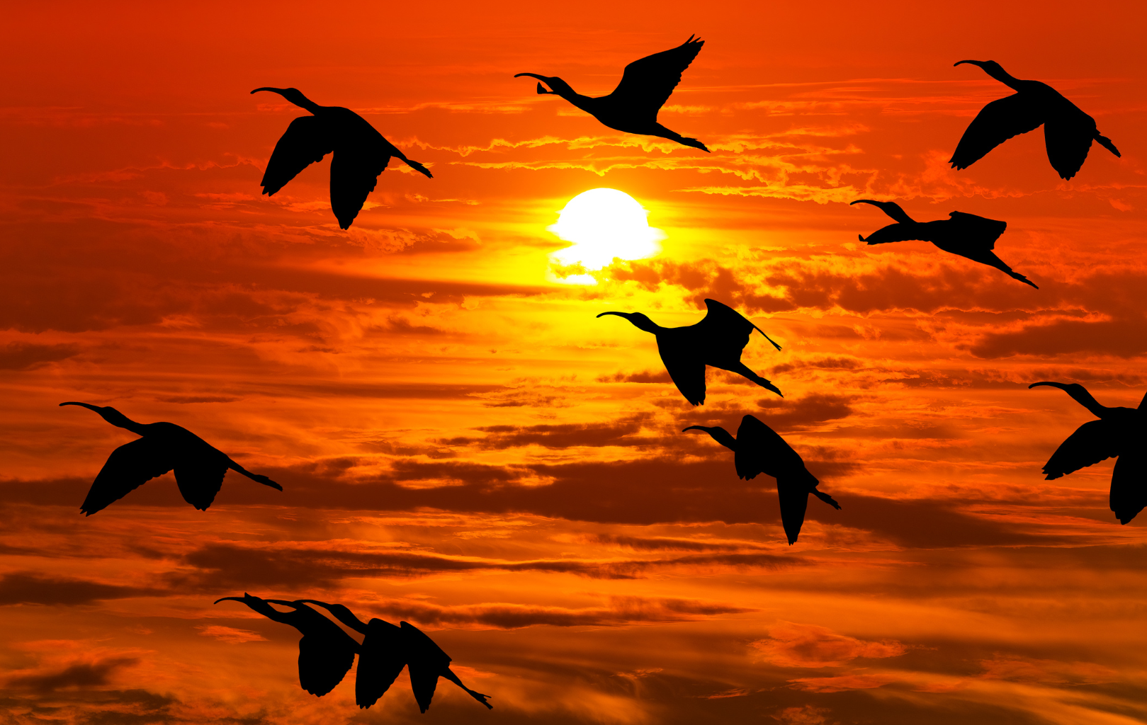 Nature’s GPS: how animals use the natural world to perform ...