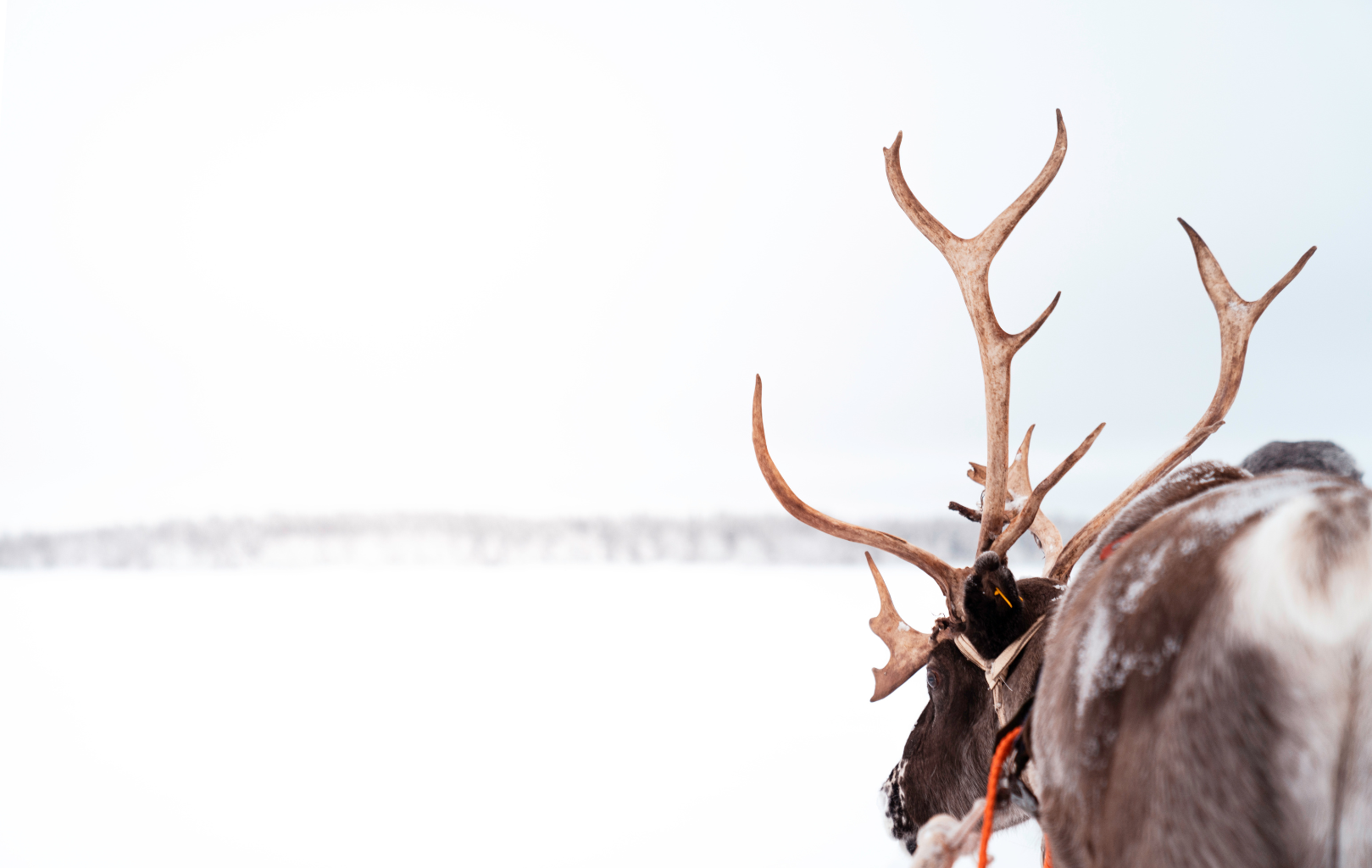 Reindeer: ancient migration routes disrupted by roads, dams – and now ...