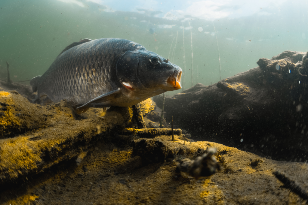 Exploding carp numbers are ‘like a house of horrors’ for our rivers. Is ...