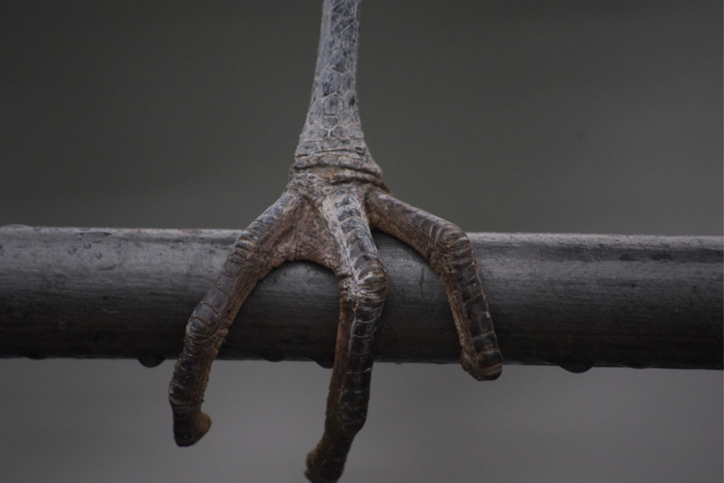 New fossil foot analysis reveals the surprising and varied lifestyles ...