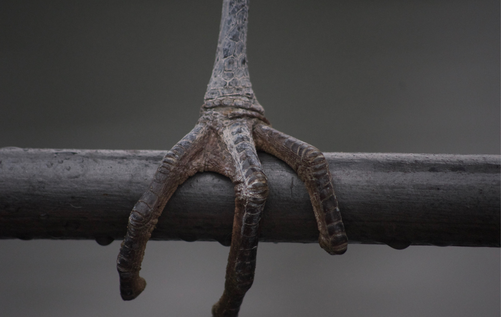 New fossil foot analysis reveals the surprising and varied lifestyles ...