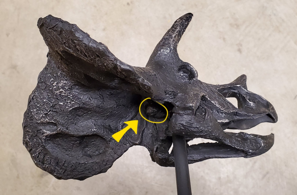 Triceratops Had a Pretty Weird Neck—Here’s Why It’s So Unique - Modern ...
