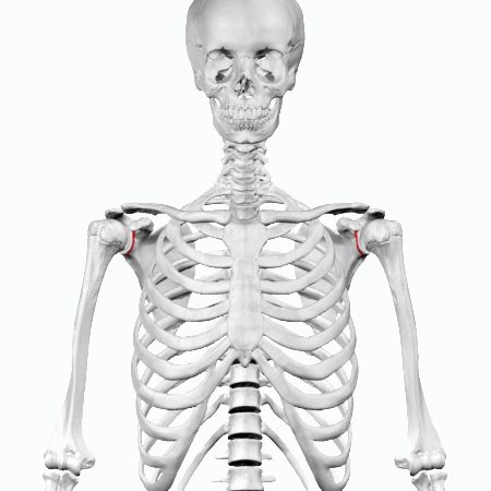 Triceratops Had a Pretty Weird Neck—Here’s Why It’s So Unique - Modern ...