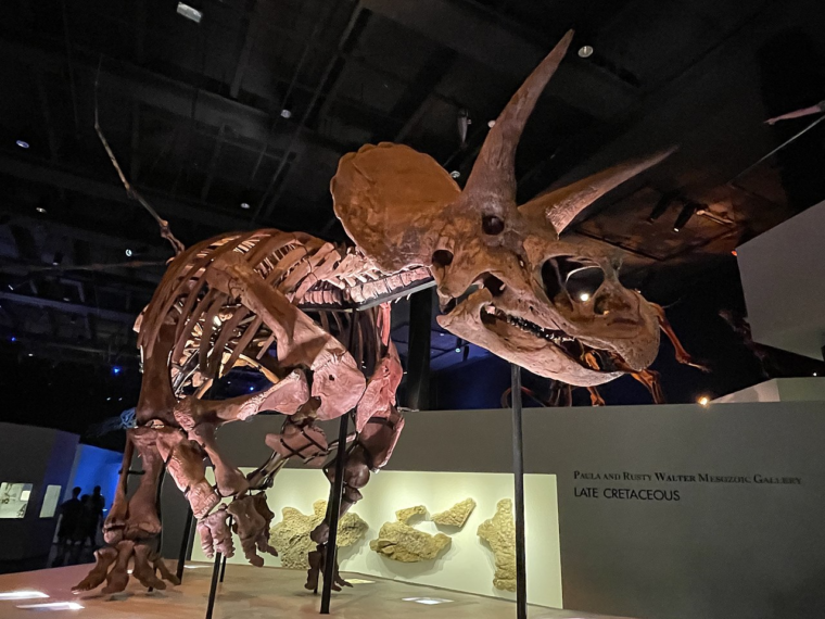 Triceratops Had a Pretty Weird Neck—Here’s Why It’s So Unique - Modern ...