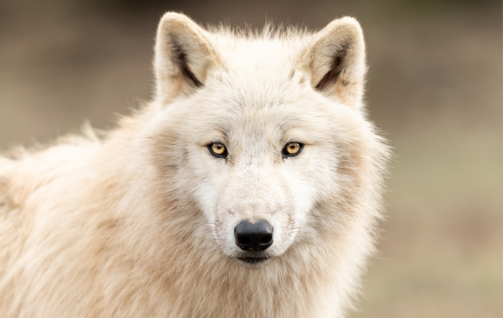 Do dogs really descend from wolves? - Modern Sciences