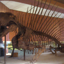 The Bone Wars: How a Bitter Rivalry Gave the Spotlight to Paleontology ...