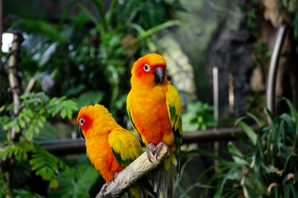 New bird brain study shows evolving a big brain depends on having ‘good ...