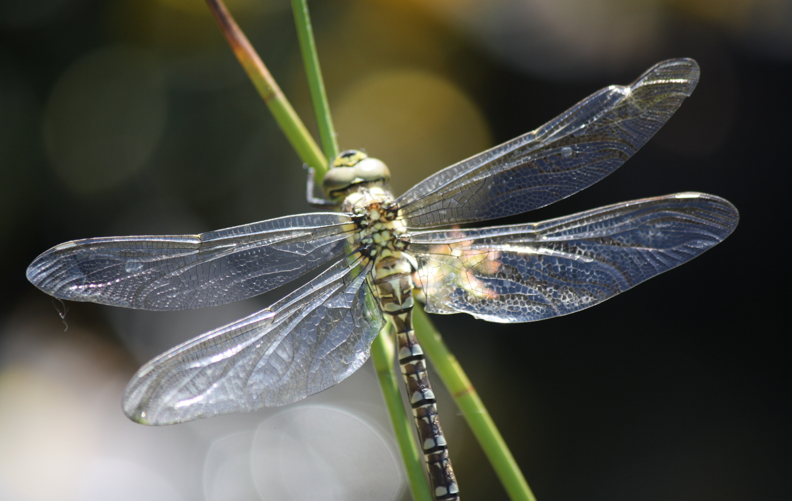 How Did Insects Manage to Learn to Fly? - Modern Sciences