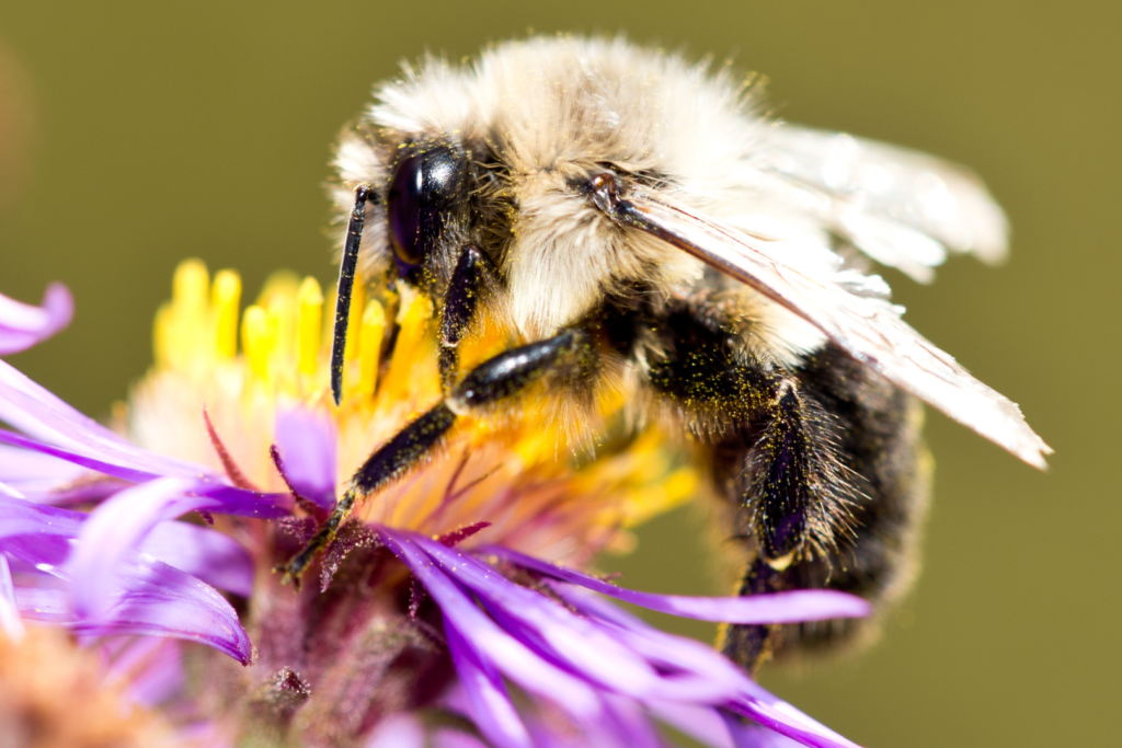 How we created the first map of an insect brain – and what it means for ...