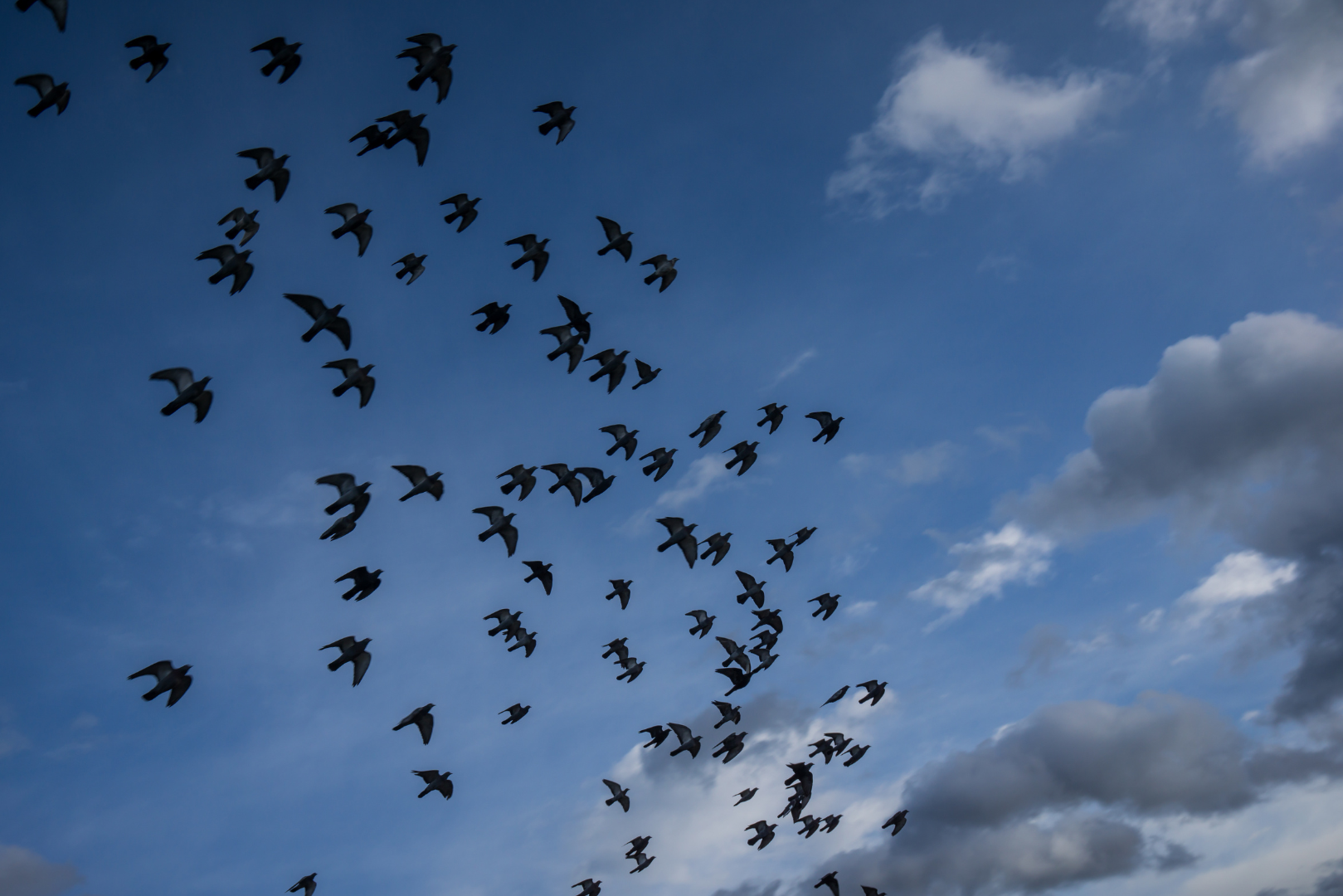 Scientists are using machine learning to forecast bird migration and ...