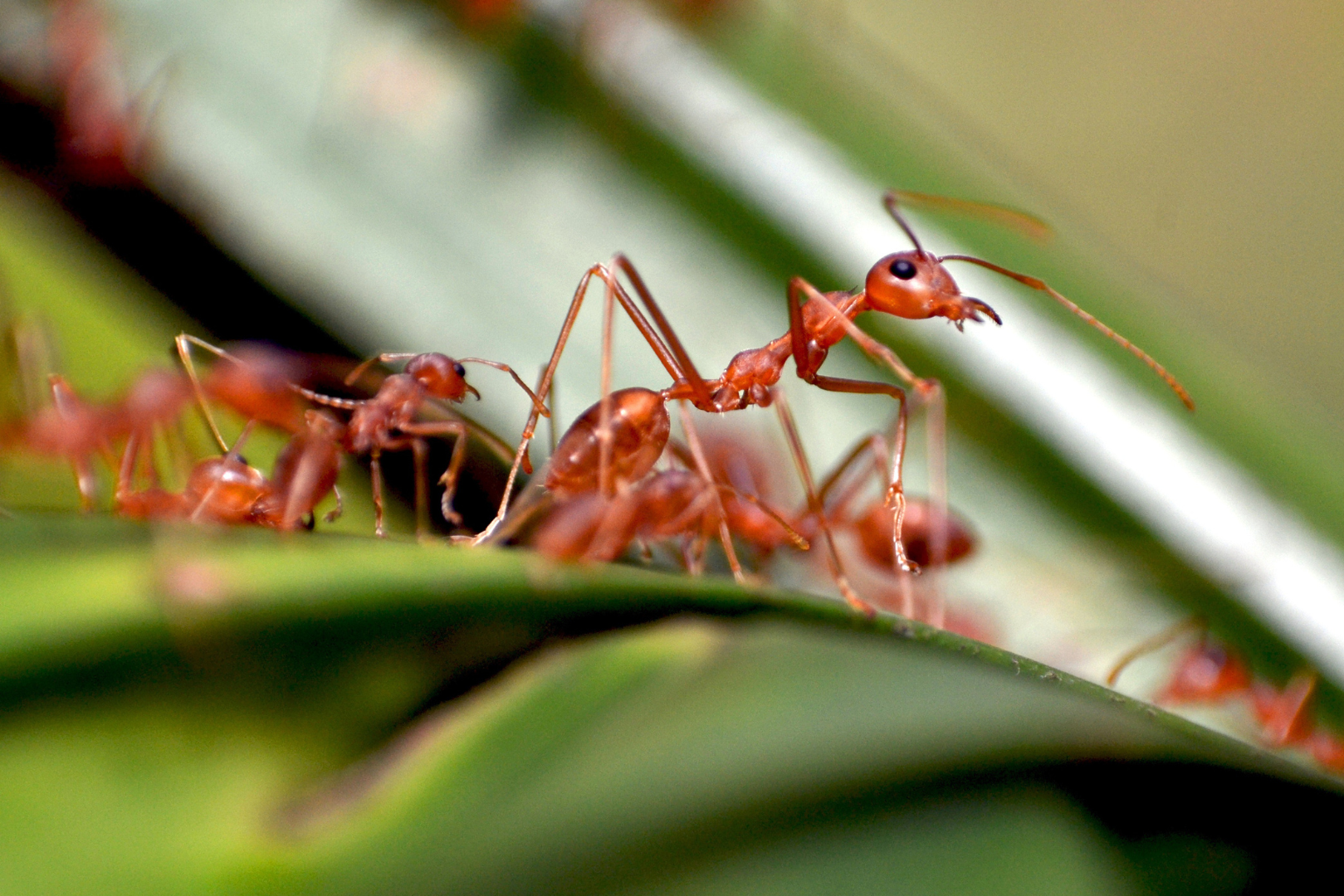 Smell is the crucial sense that holds ant society together, helping the ...