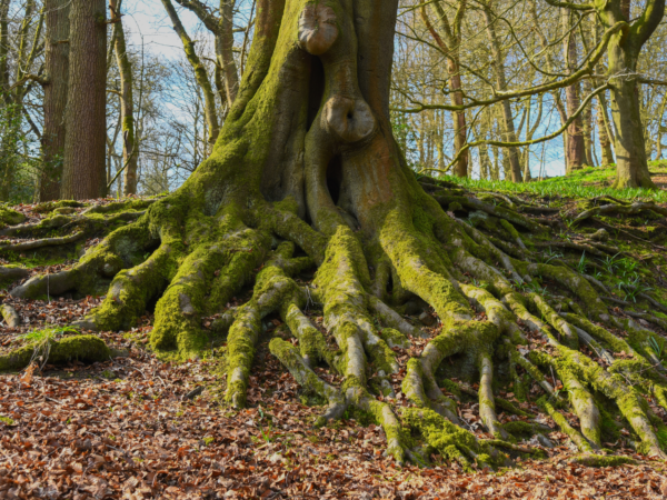 As Antarctic sea ice shrinks, iconic emperor penguins are in more peril ...