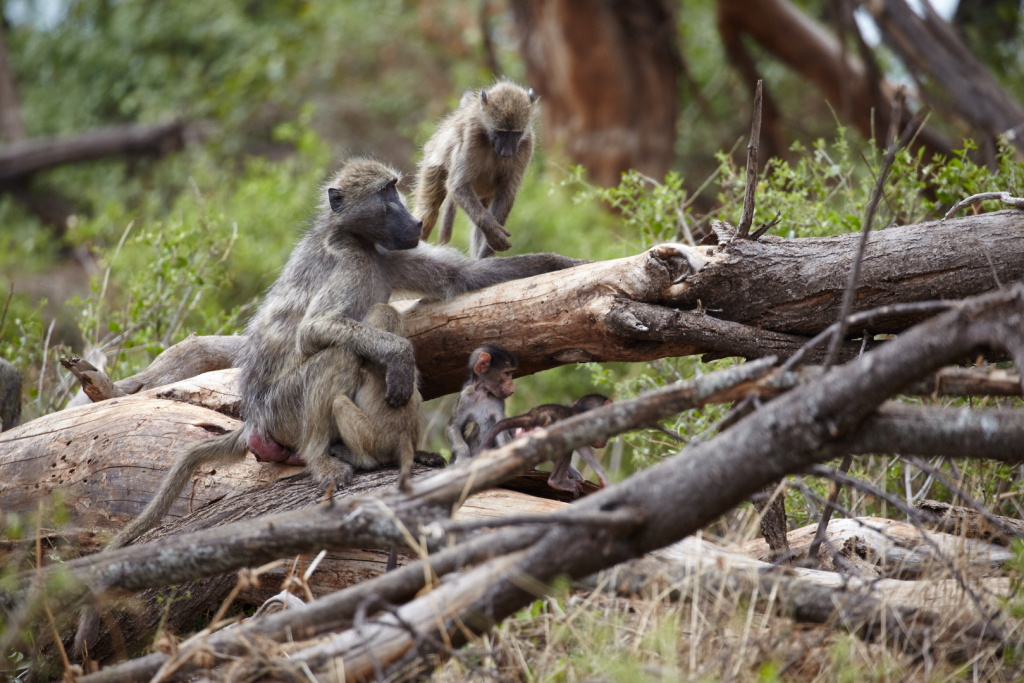 Baboon bonds: new study reveals that friendships make up for a bad ...
