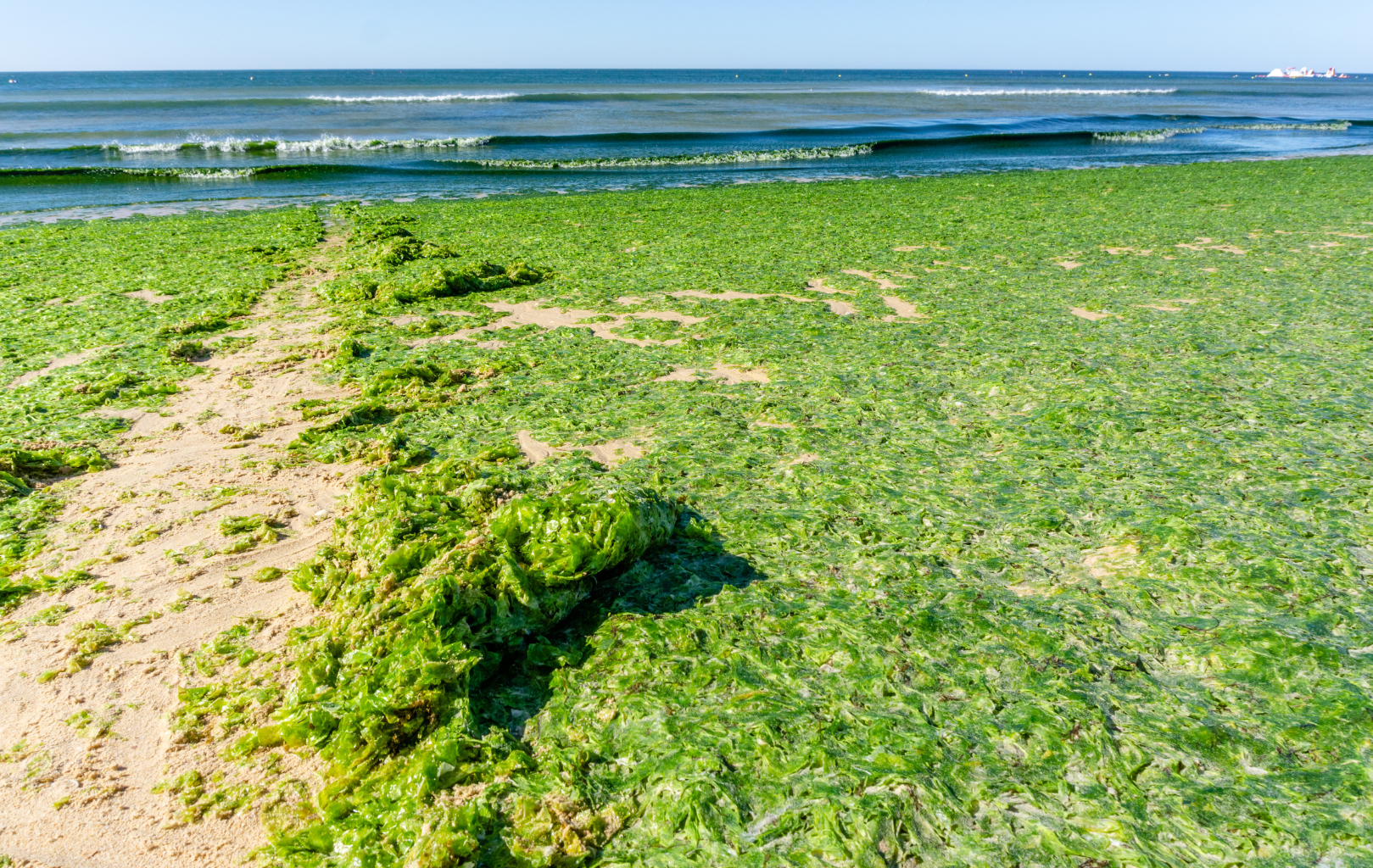 Heading to a beach this summer? Here’s how to keep harmful algae blooms ...