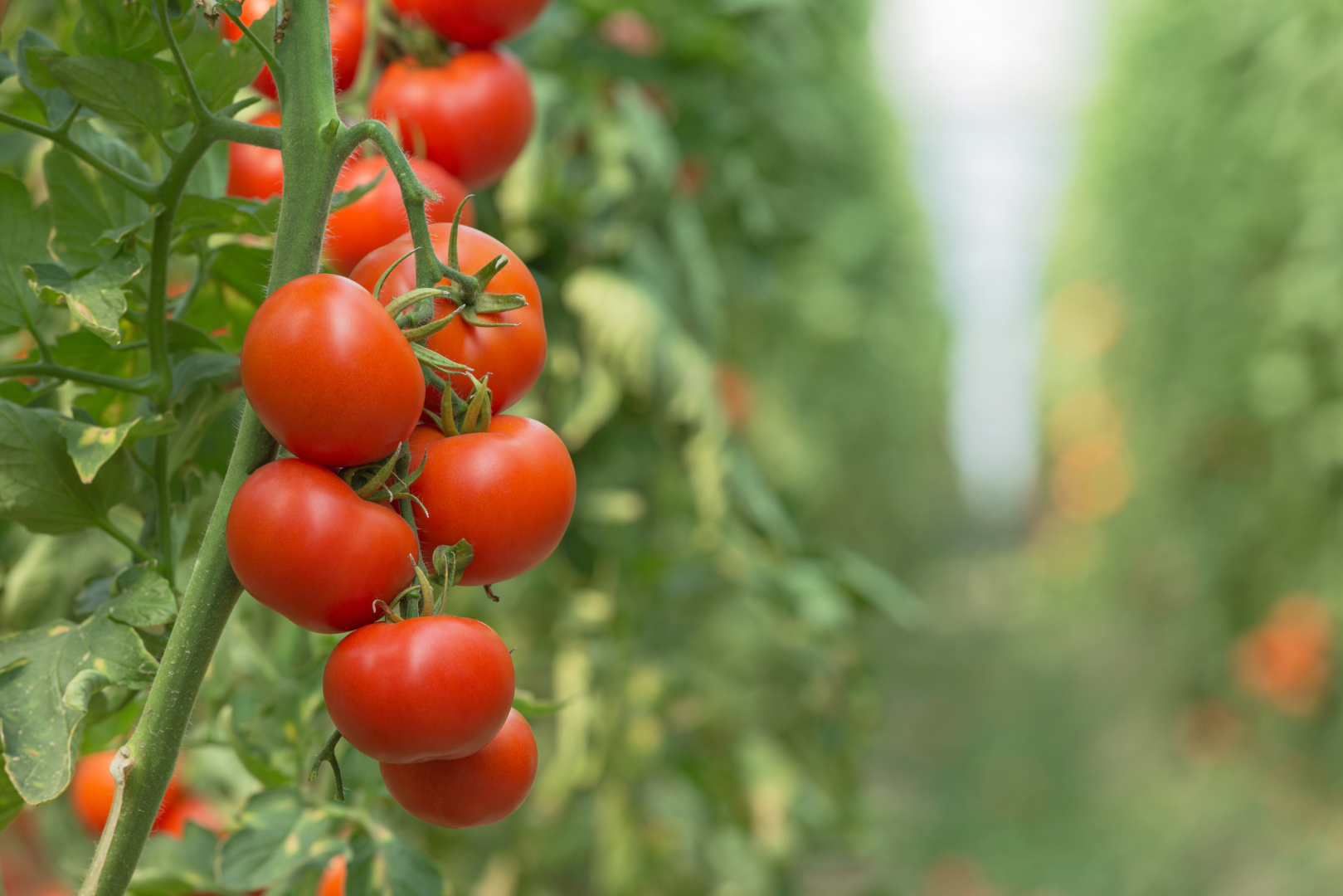 Thirsty tomatoes emit ultrasonic sounds – and other plants may be ...