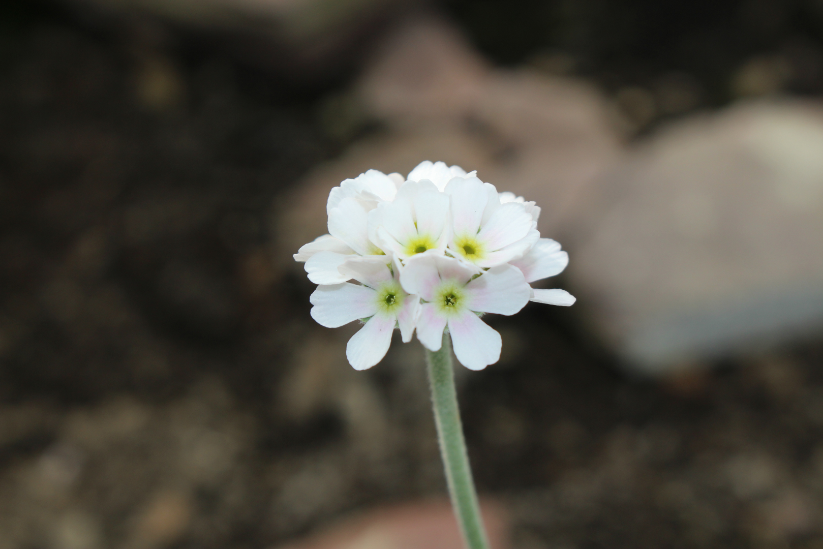 Tiny but tenacious: arctic-alpine plants are engineers and warning ...