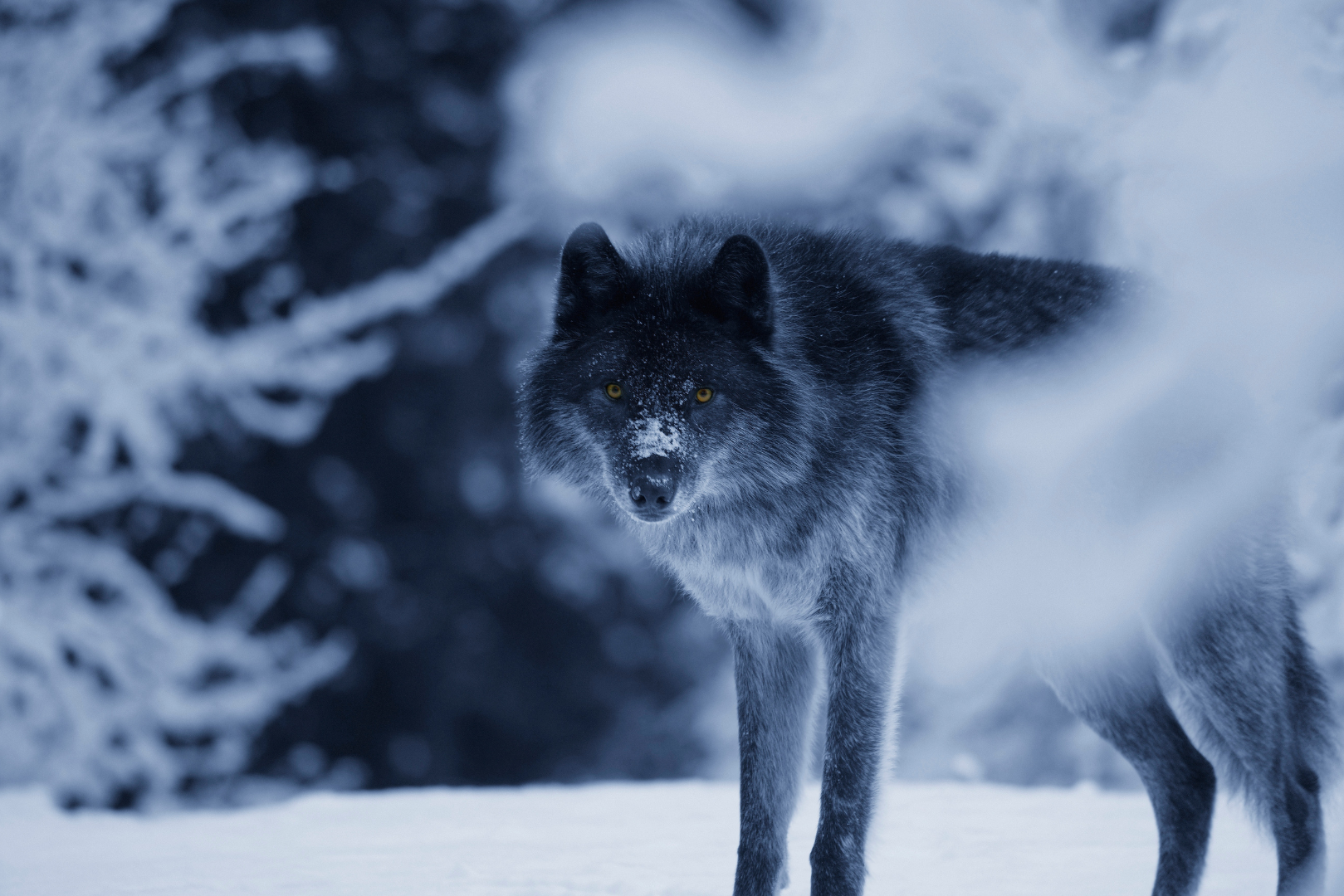 When wolves move in, they push smaller carnivores closer to human ...