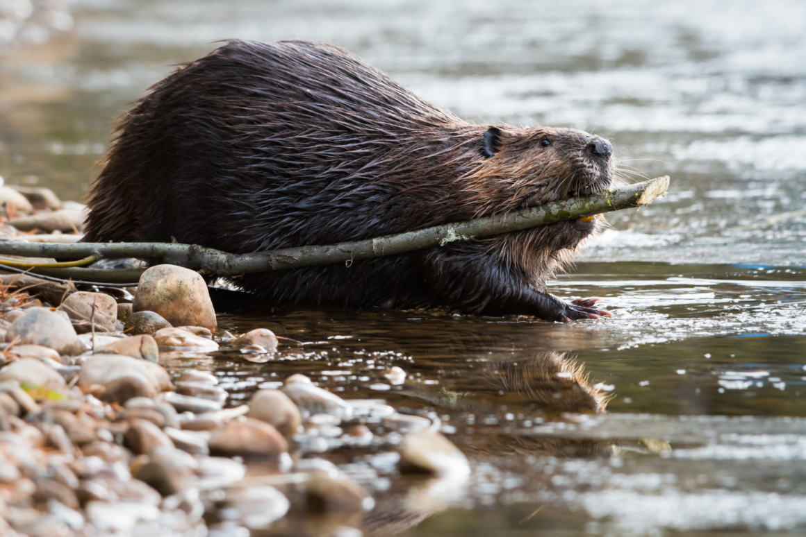 Beavers are the undiscovered engineers of the boreal forest - Modern ...