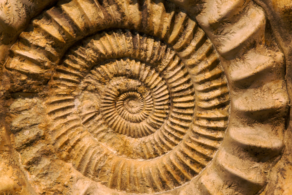 Prehistoric Planet 2: The Twisted Life of Ammonites - Modern Sciences