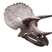 Unprecedented Discovery Unveils Bizarre Hand Structure of Newly Found ...