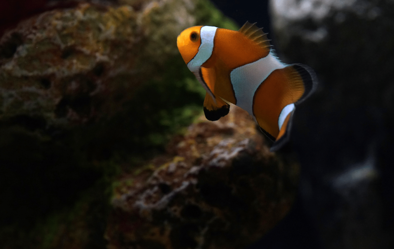 The world’s fish are shrinking as the climate warms. We’re trying to ...