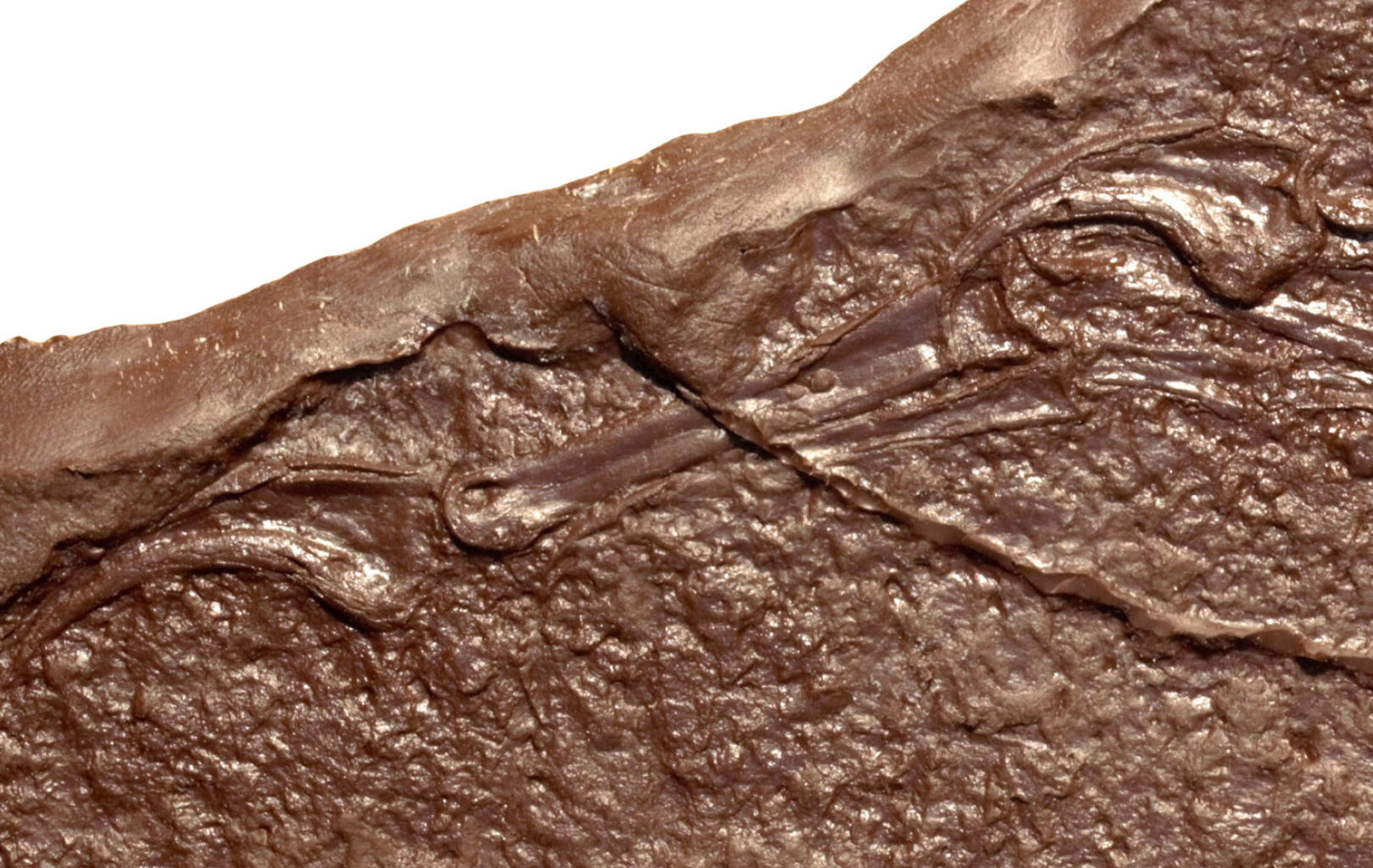 Unprecedented Discovery Unveils Bizarre Hand Structure of Newly Found ...