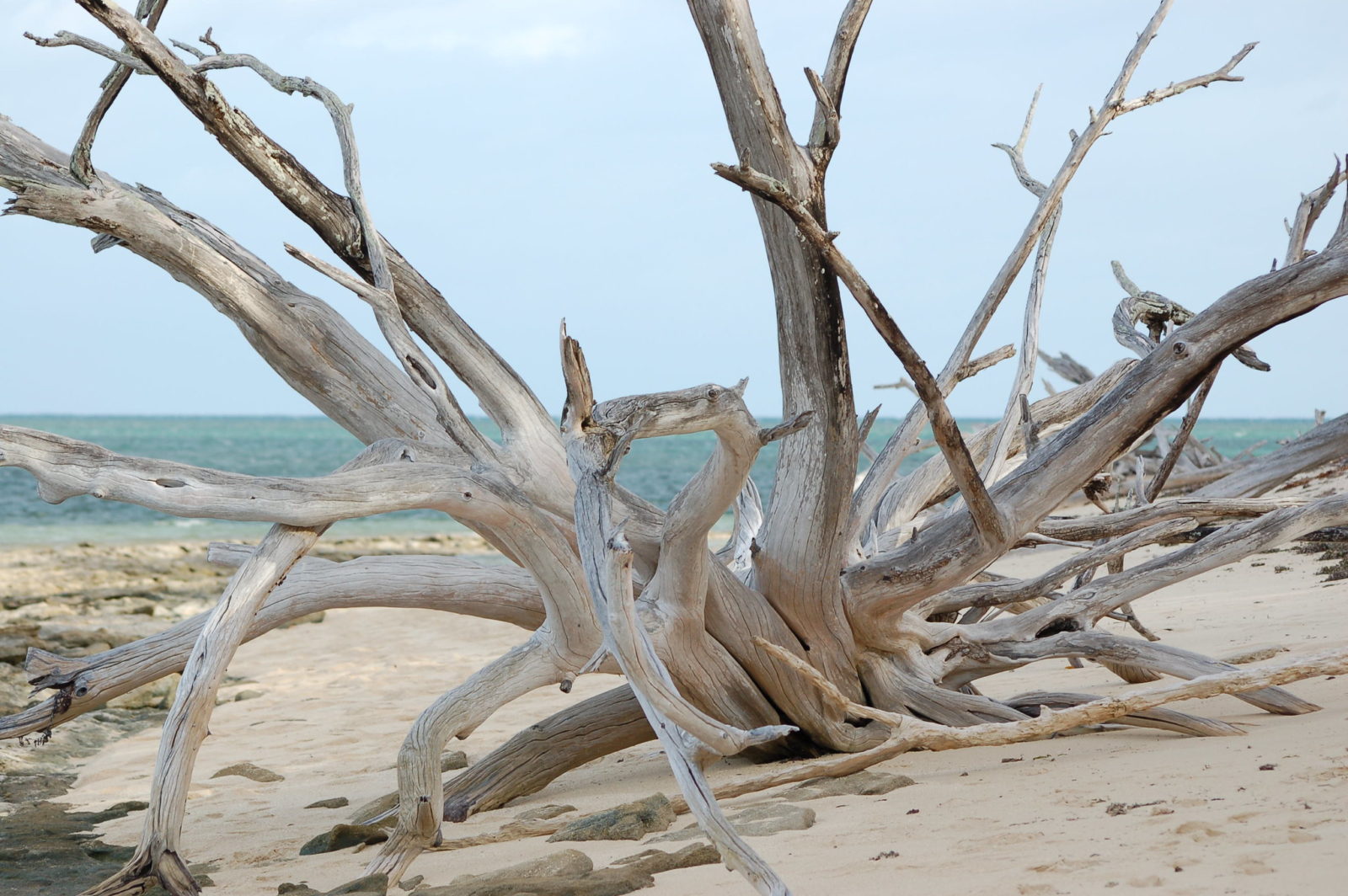 Reviving Marine Biodiversity: Sunken Trees Prove Effective Reef ...