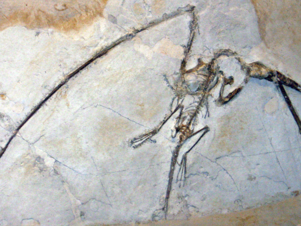 What We Know of Spinosaurus (So Far) - Modern Sciences