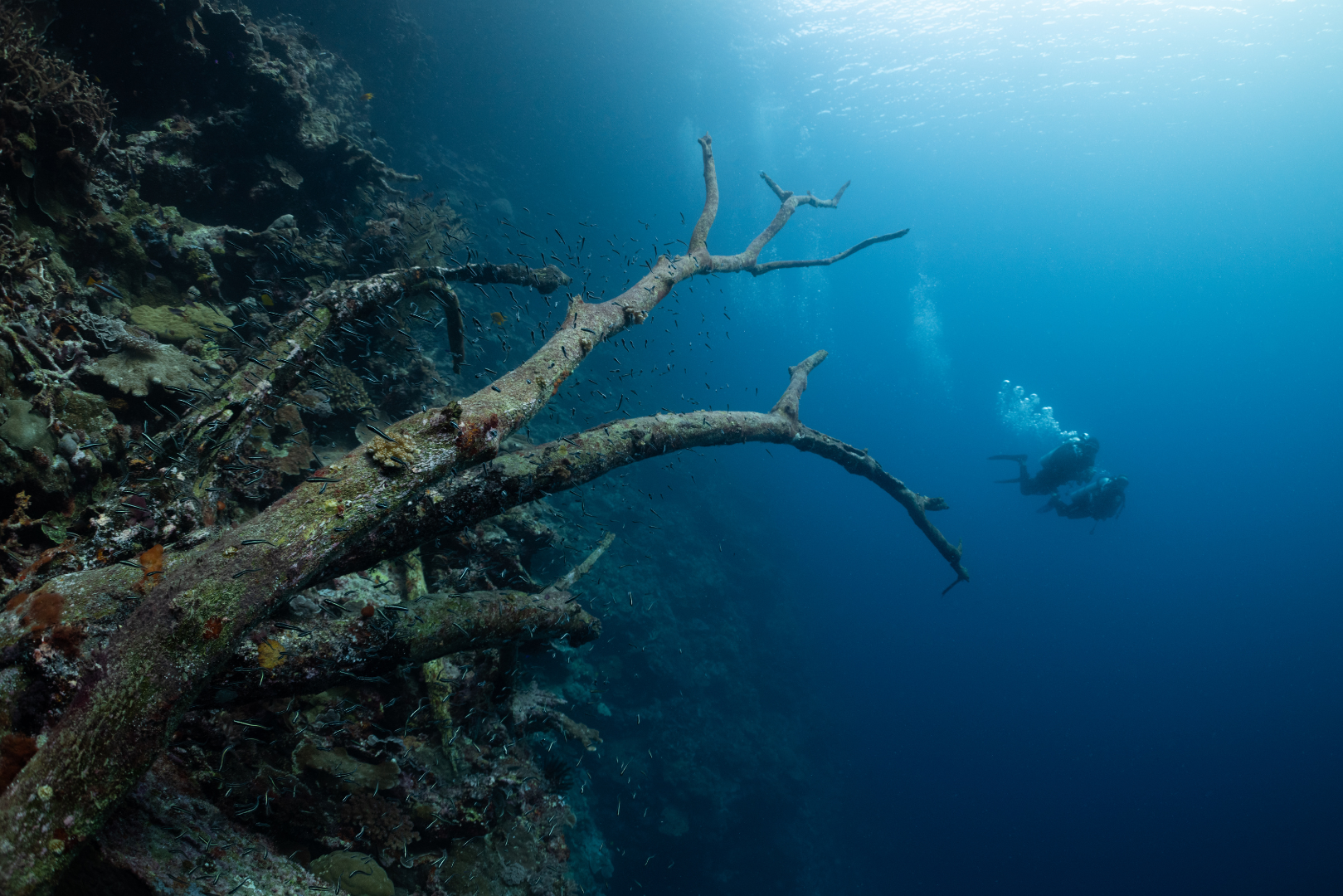 Reviving Marine Biodiversity: Sunken Trees Prove Effective Reef ...