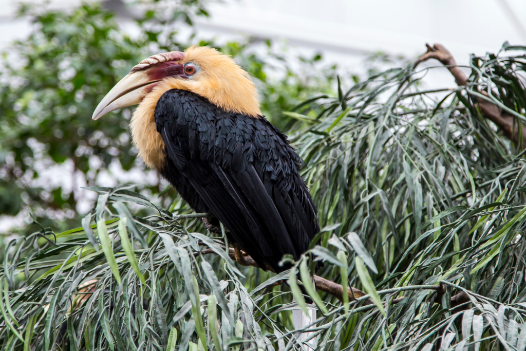 Wallacea is a living laboratory of Earth’s evolution – and its wildlife ...