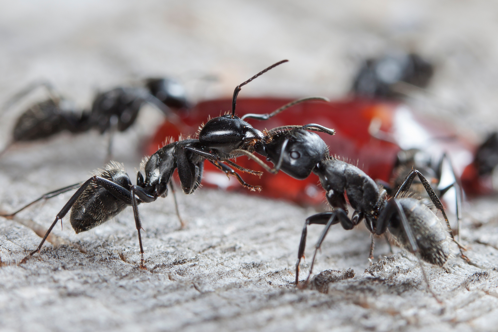 A battlefield for ants? New study on ant warfare shows we could ...