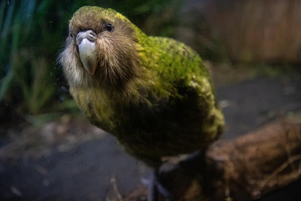 How gene mapping almost all remaining kākāpō will help NZ’s rare night ...