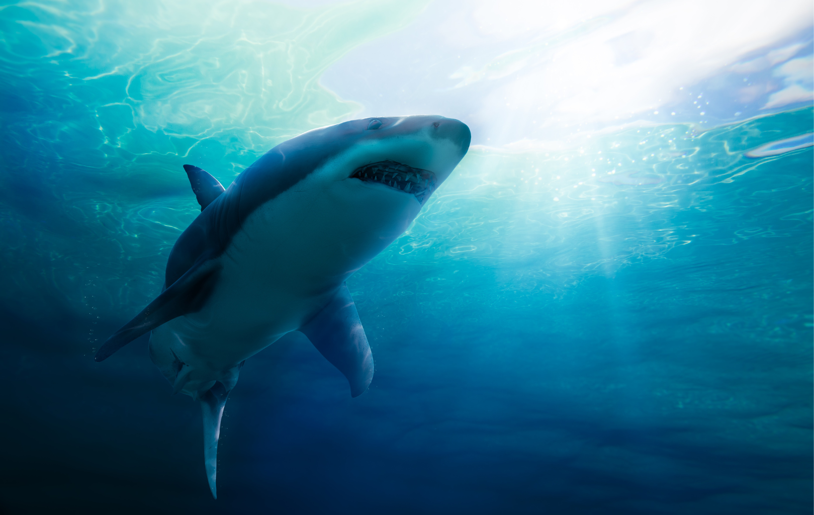 South Africa’s great white sharks are changing locations – they need to ...