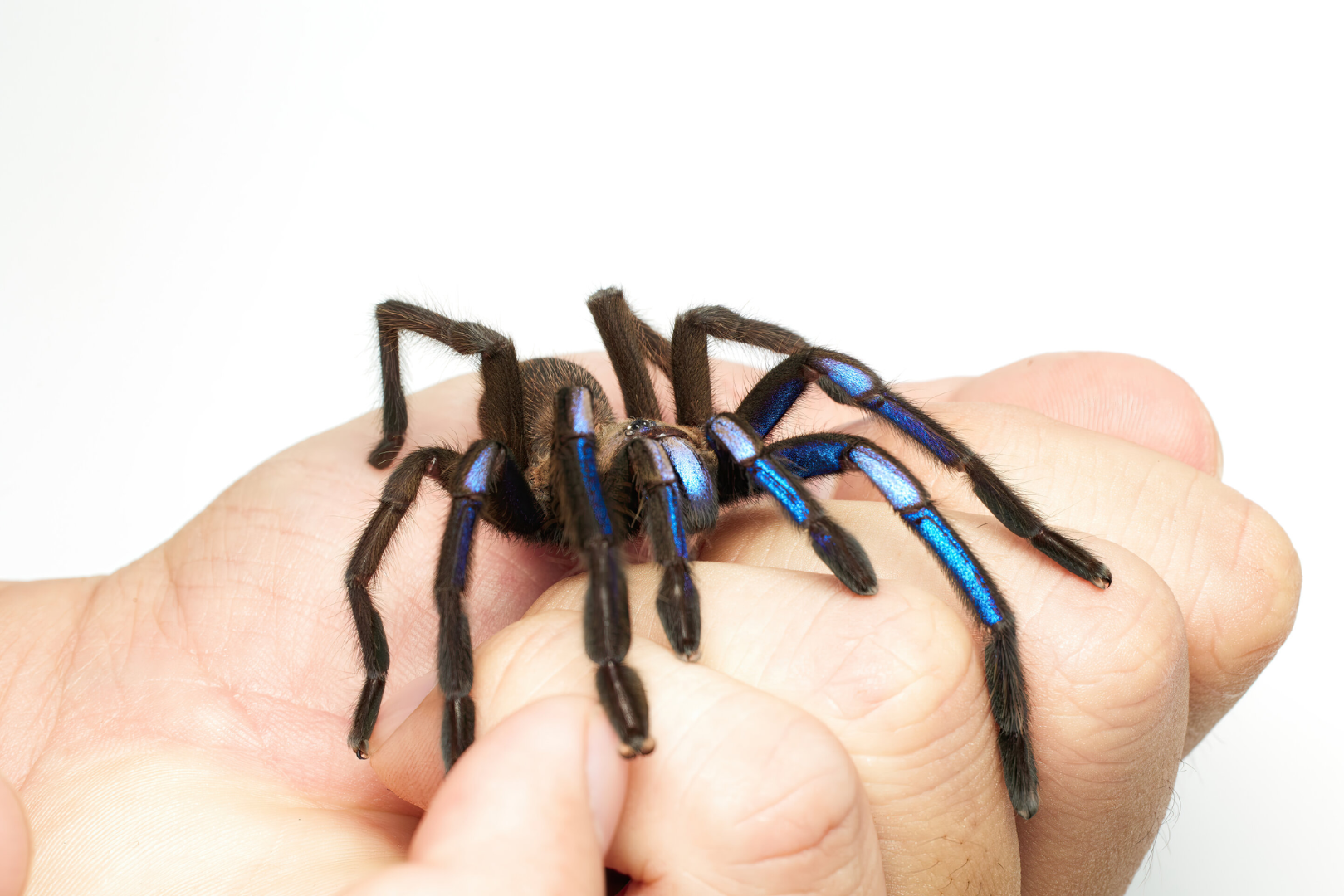 Thailand’s Mangroves Reveal Stunning Electric Blue Tarantula Species ...