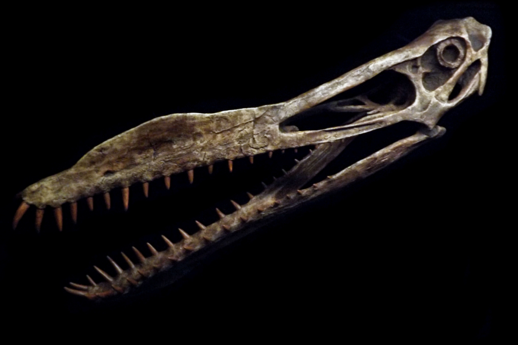 What’s Up With That Pterosaur’s Teeth? - Modern Sciences