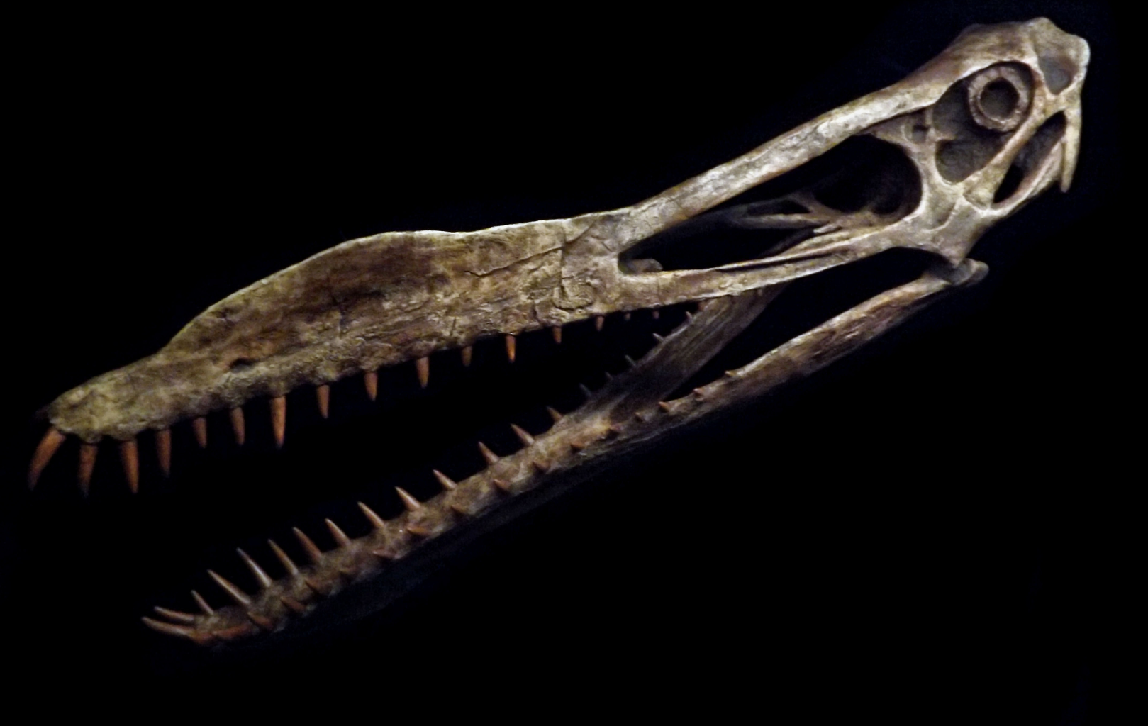 What’s Up With That Pterosaur’s Teeth? - Modern Sciences