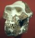 Bridging the Gap: A Look at Transitional Fossils - Modern Sciences