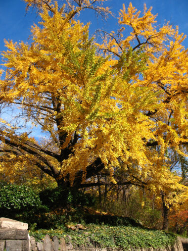 The Ginkgo Tree Hides a Vast Evolutionary Story - Modern Sciences