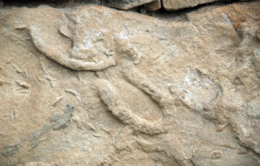 Bridging the Gap: A Look at Transitional Fossils - Modern Sciences