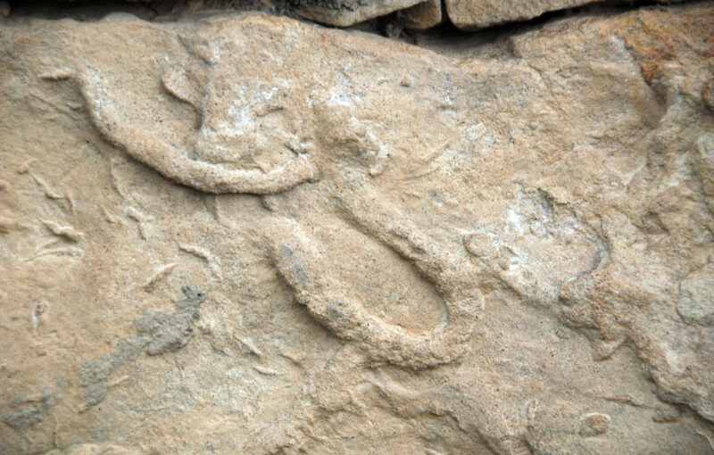 Bridging the Gap: A Look at Transitional Fossils - Modern Sciences