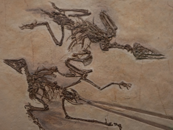 When did the first fish live on Earth – and how do scientists figure ...