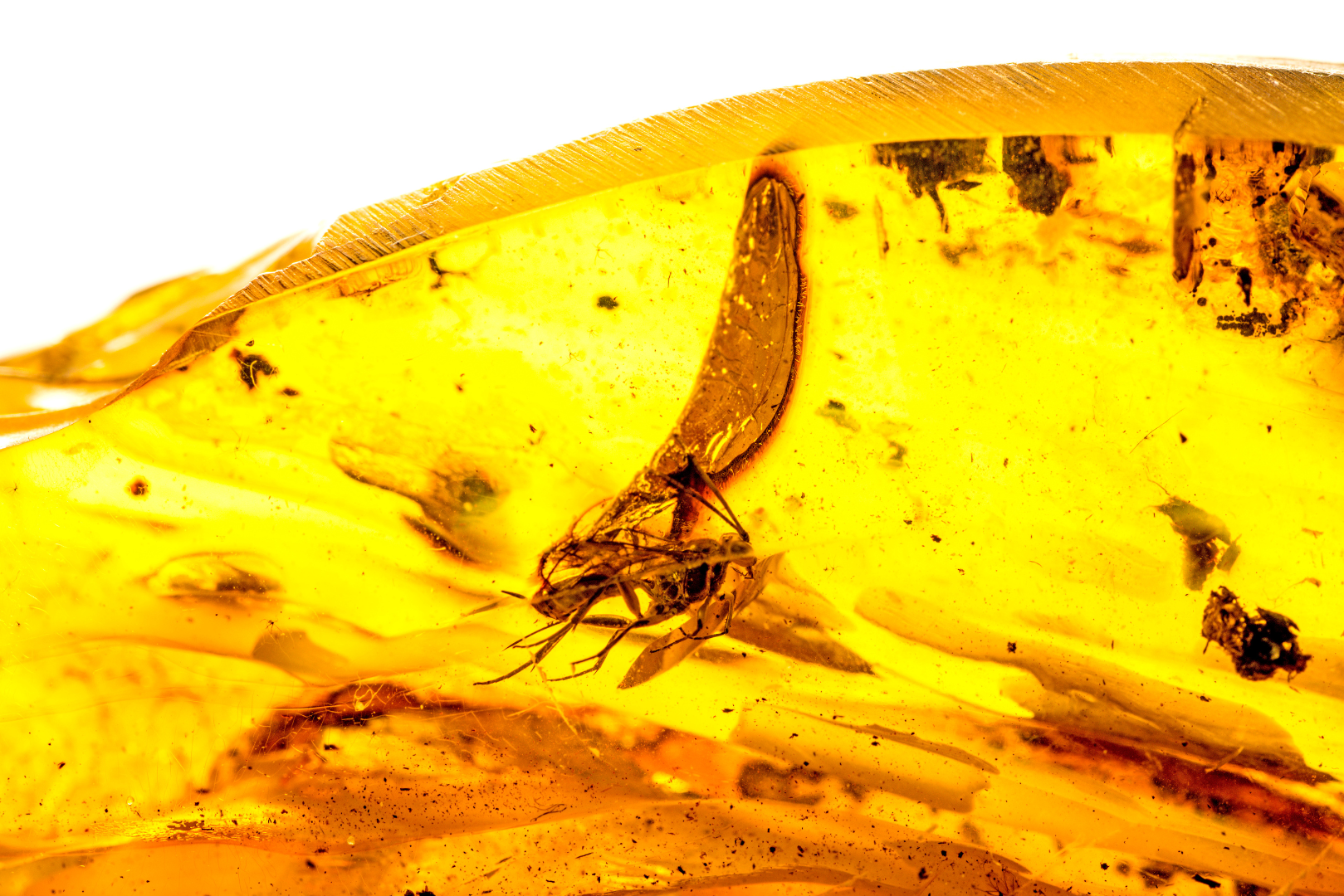 Museum Specimens Unlock Secrets of the Fruit Fly’s Two-Century ...