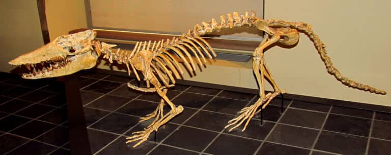 Bridging the Gap: A Look at Transitional Fossils - Modern Sciences